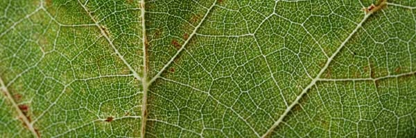 Acarien jaune des charmilles | EcophytoPIC